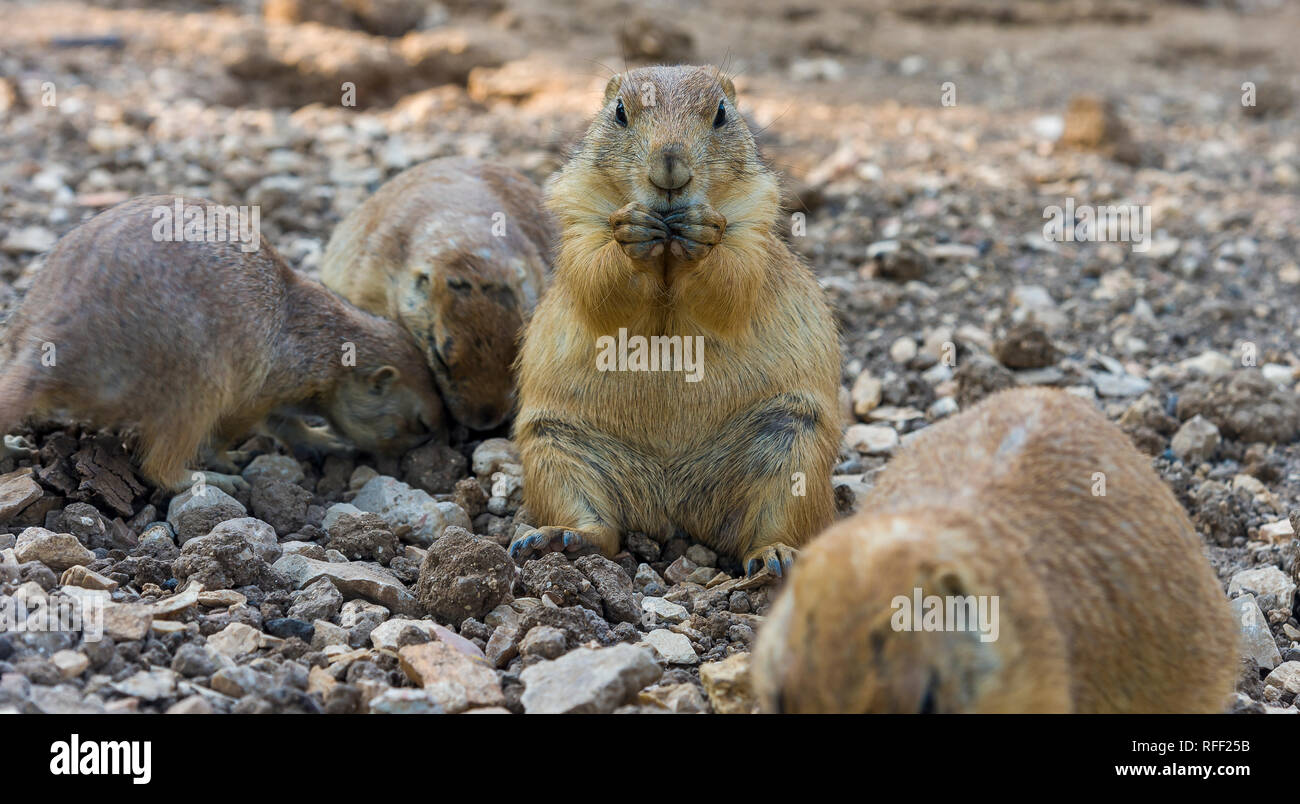Gopher sitting up and eating gopher folded paws at the mouth Stock ...