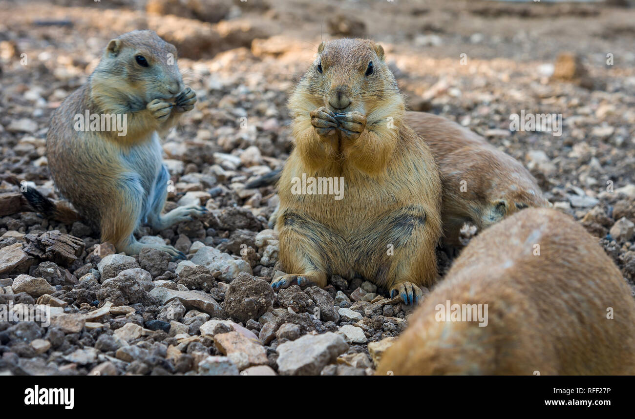 Gopher sitting up and eating gopher folded paws at the mouth Stock ...