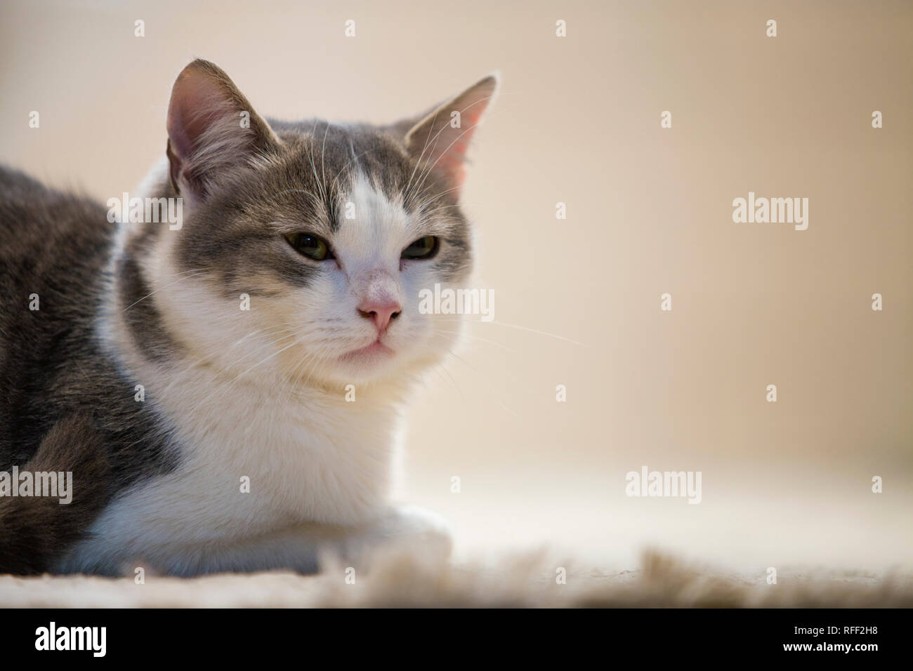 Profile portrait of young nice small cute smart white and gray domestic ...