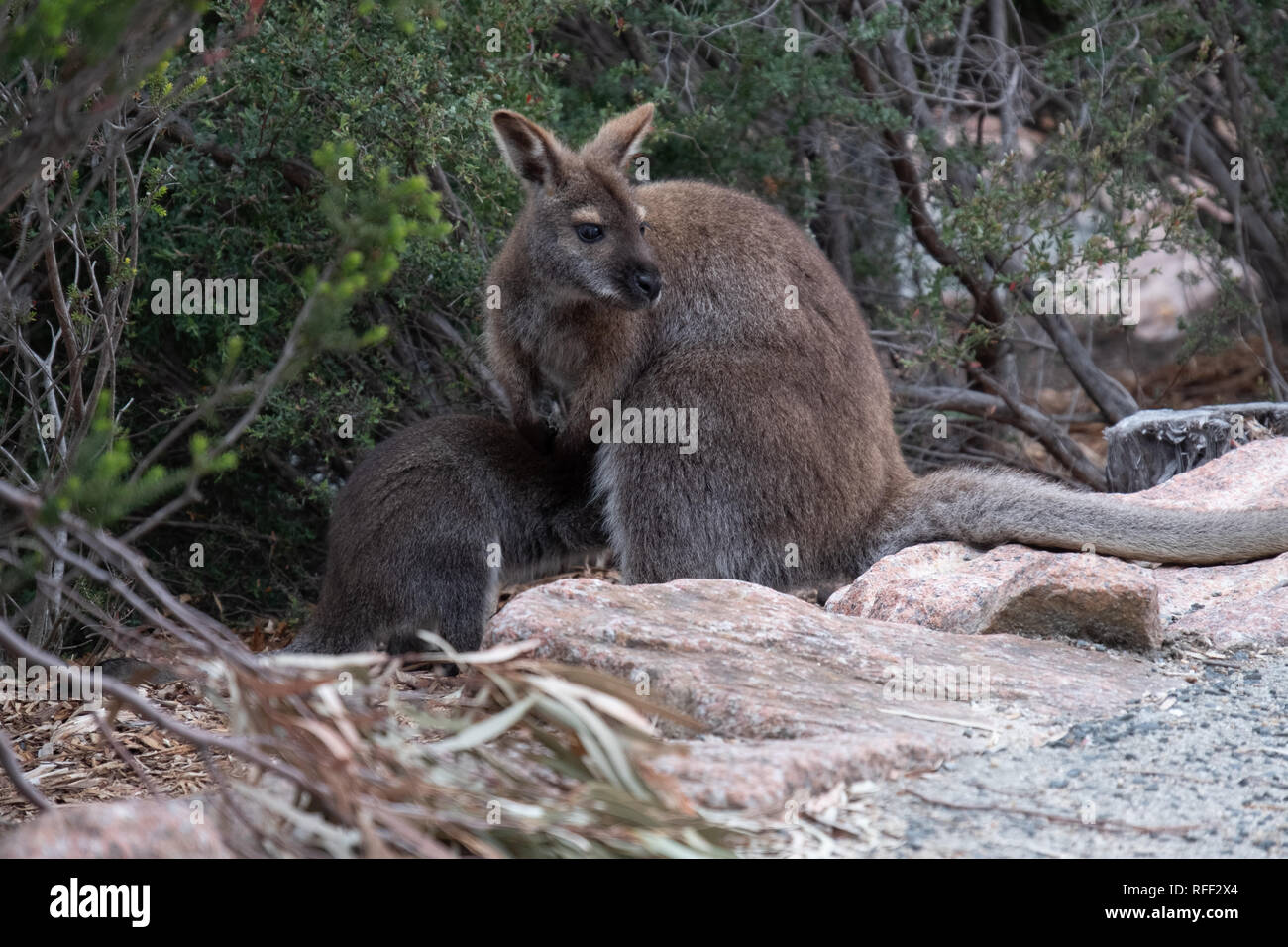 Notamacropus rufogriseus hi-res stock photography and images - Alamy