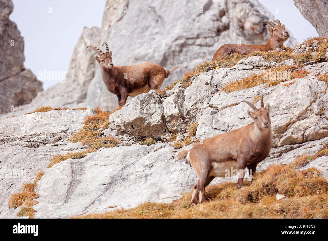 Wild mountain goats (Capra ibex) in Lechquellengebirge mountains near ...