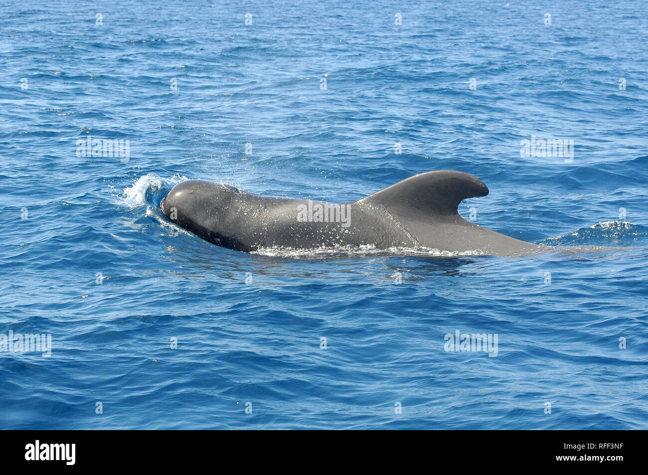 short-finned pilot whale, Kurzflossen-Grindwal oder Indische Grindwal ...