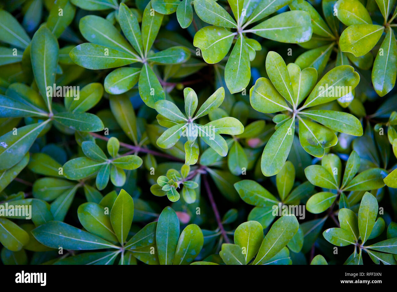 Beautiful green leaves of an exotic plant. Flora Stock Photo - Alamy
