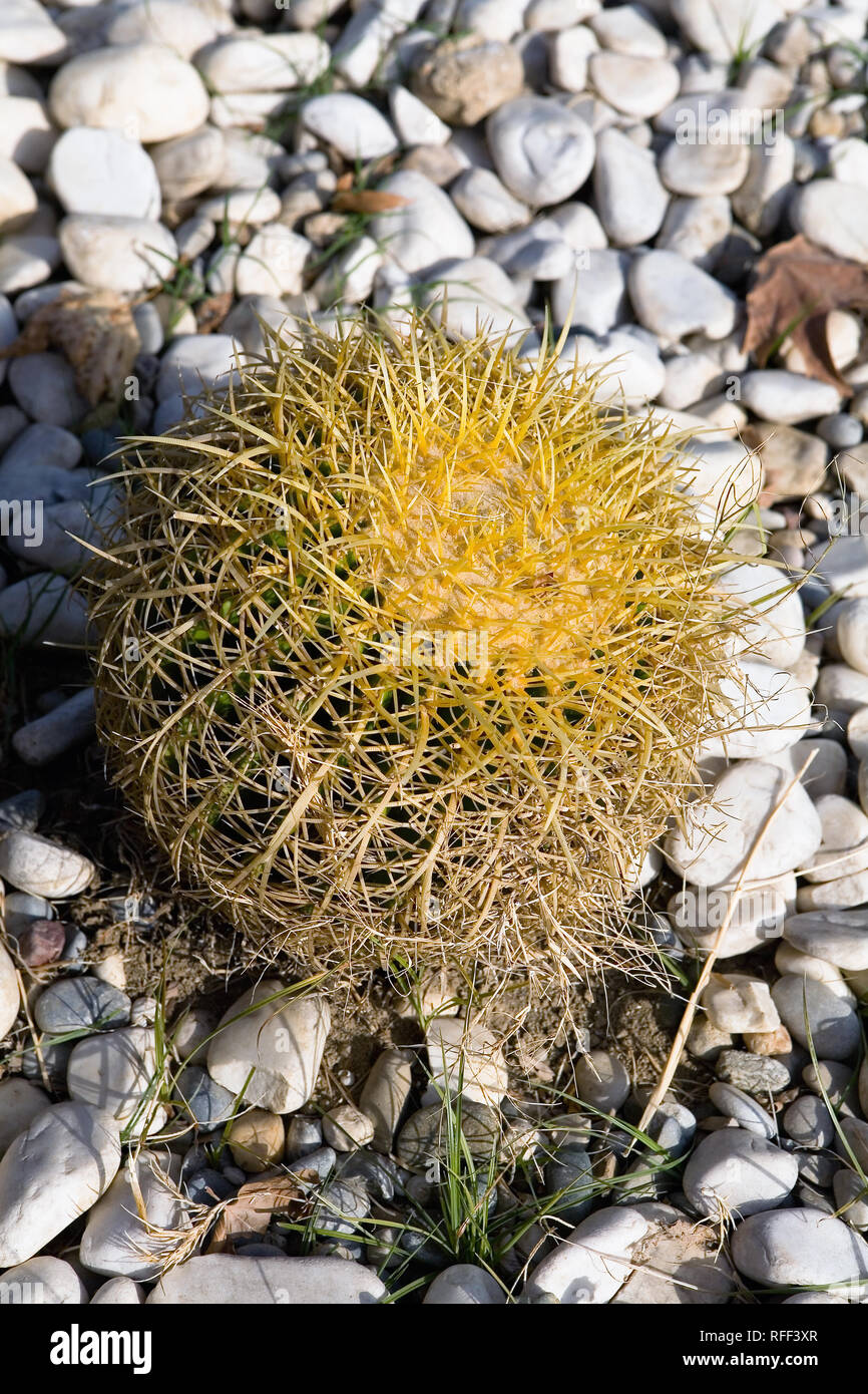 Large spherical cactus on the background of stones. Flora of Turkey ...