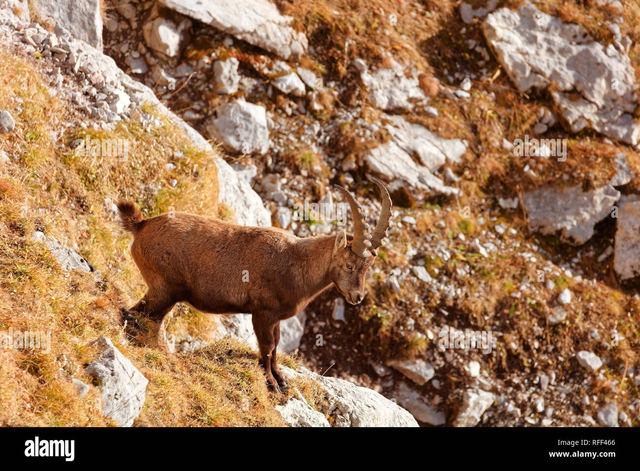 Wild mountain goats (Capra ibex) in Lechquellengebirge mountains near ...