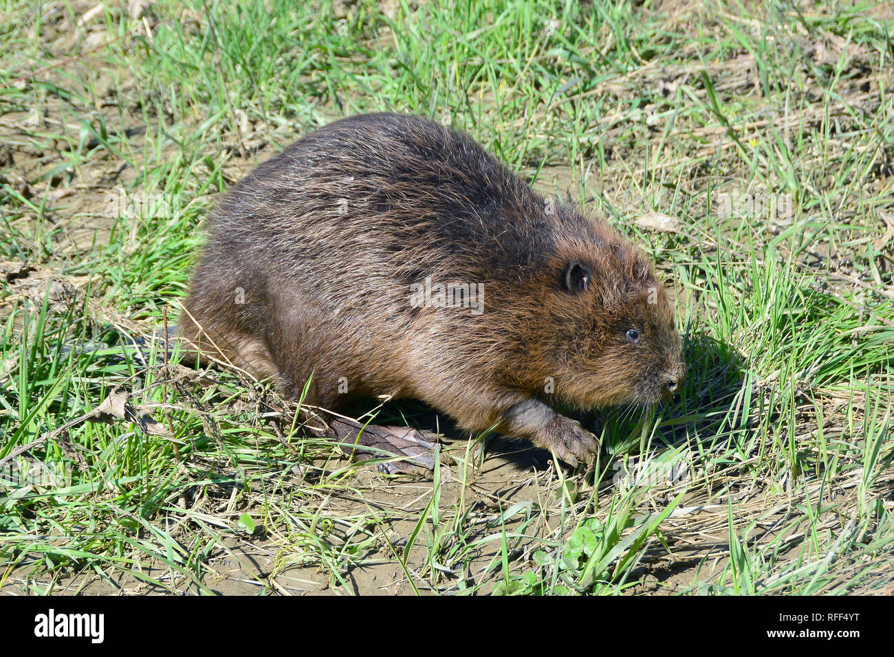 Europaischer biber hi-res stock photography and images - Alamy