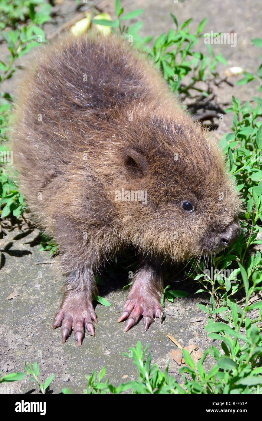 Biber High Resolution Stock Photography and Images - Alamy