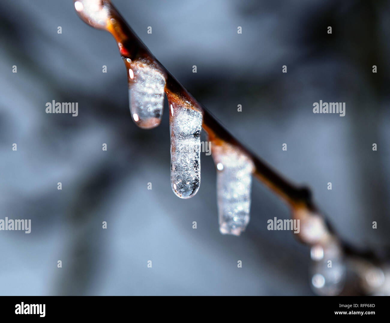 Frozen rain creates small icicles on branches of tree in winter Stock ...