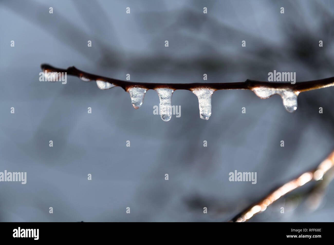 Frozen rain creates small icicles on branches of tree in winter Stock ...