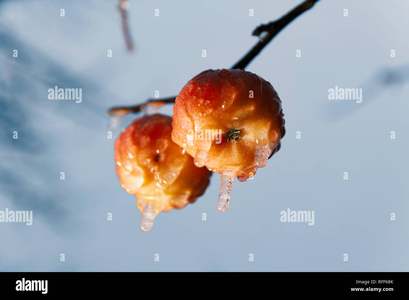 Frozen apples hi-res stock photography and images - Alamy