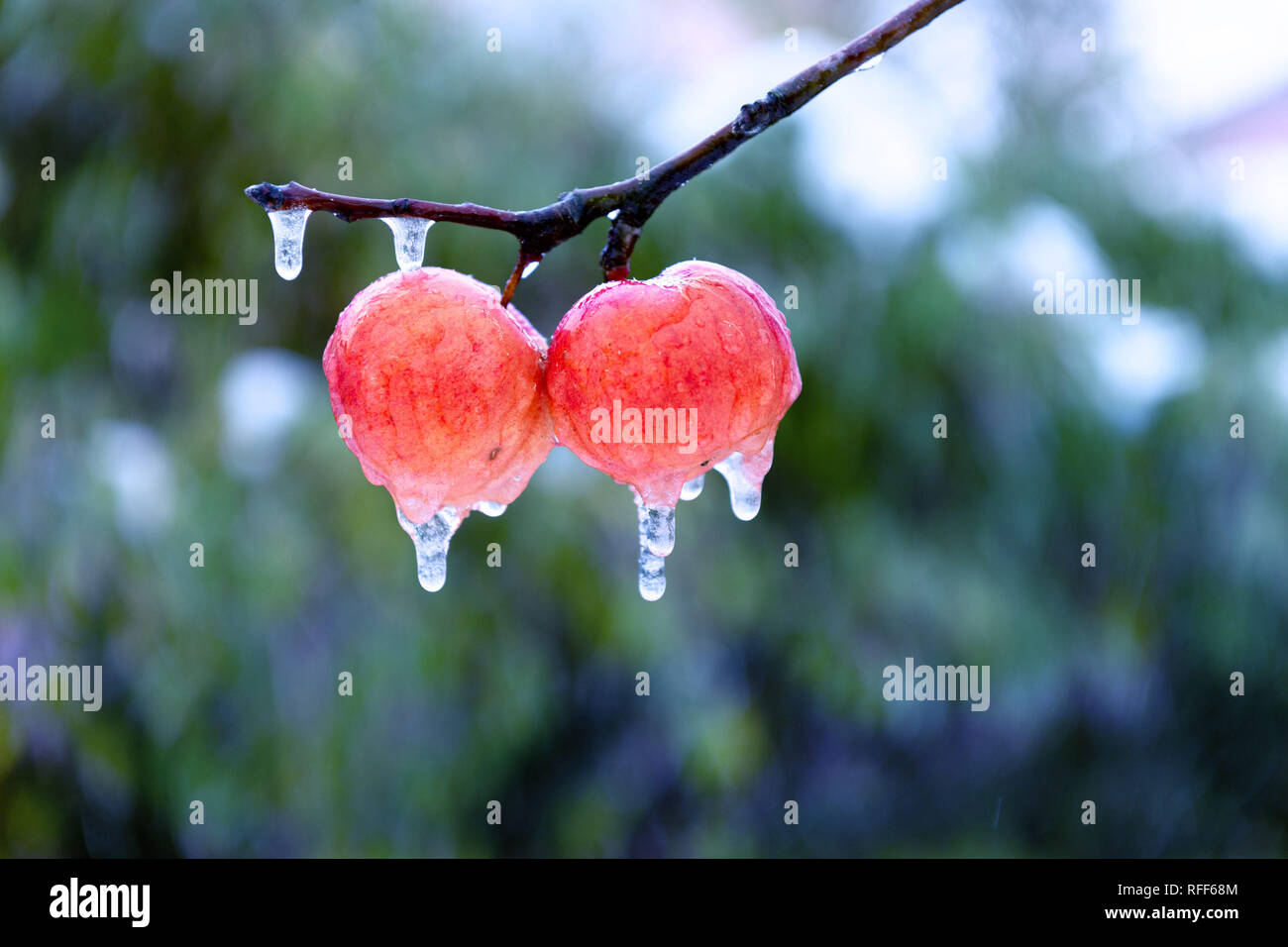 Icicle sparkles in sun hi-res stock photography and images - Alamy