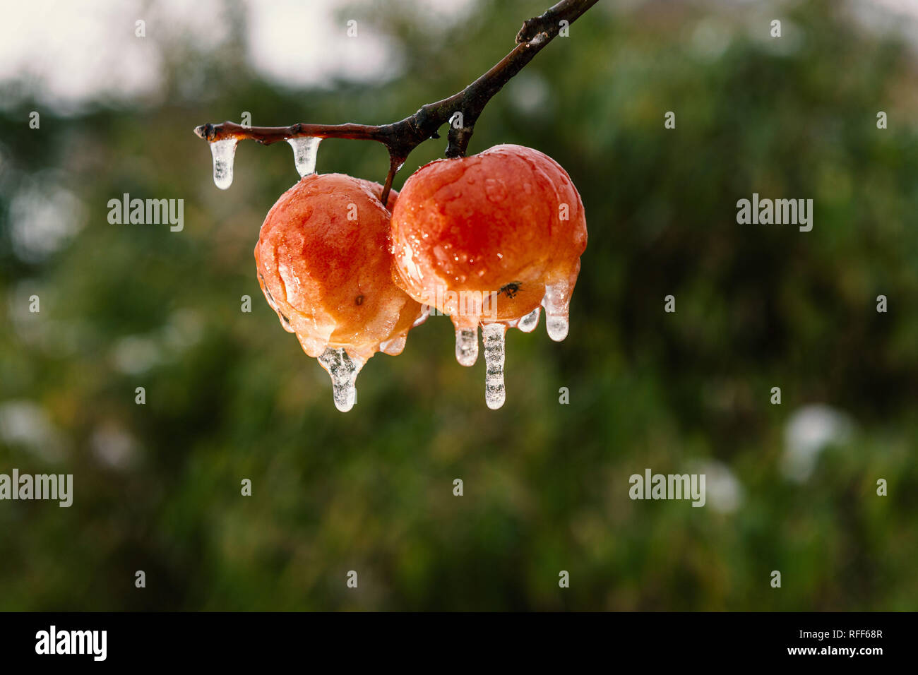Icicles on cherry fruit tree hi-res stock photography and images - Alamy