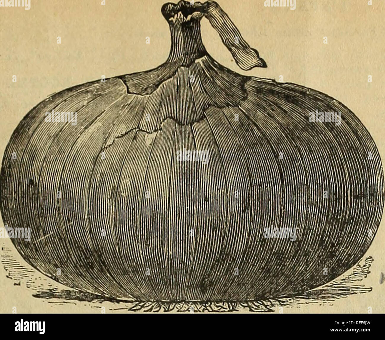 . Spring 1902 annual catalogue improved northern grown farm and garden ...