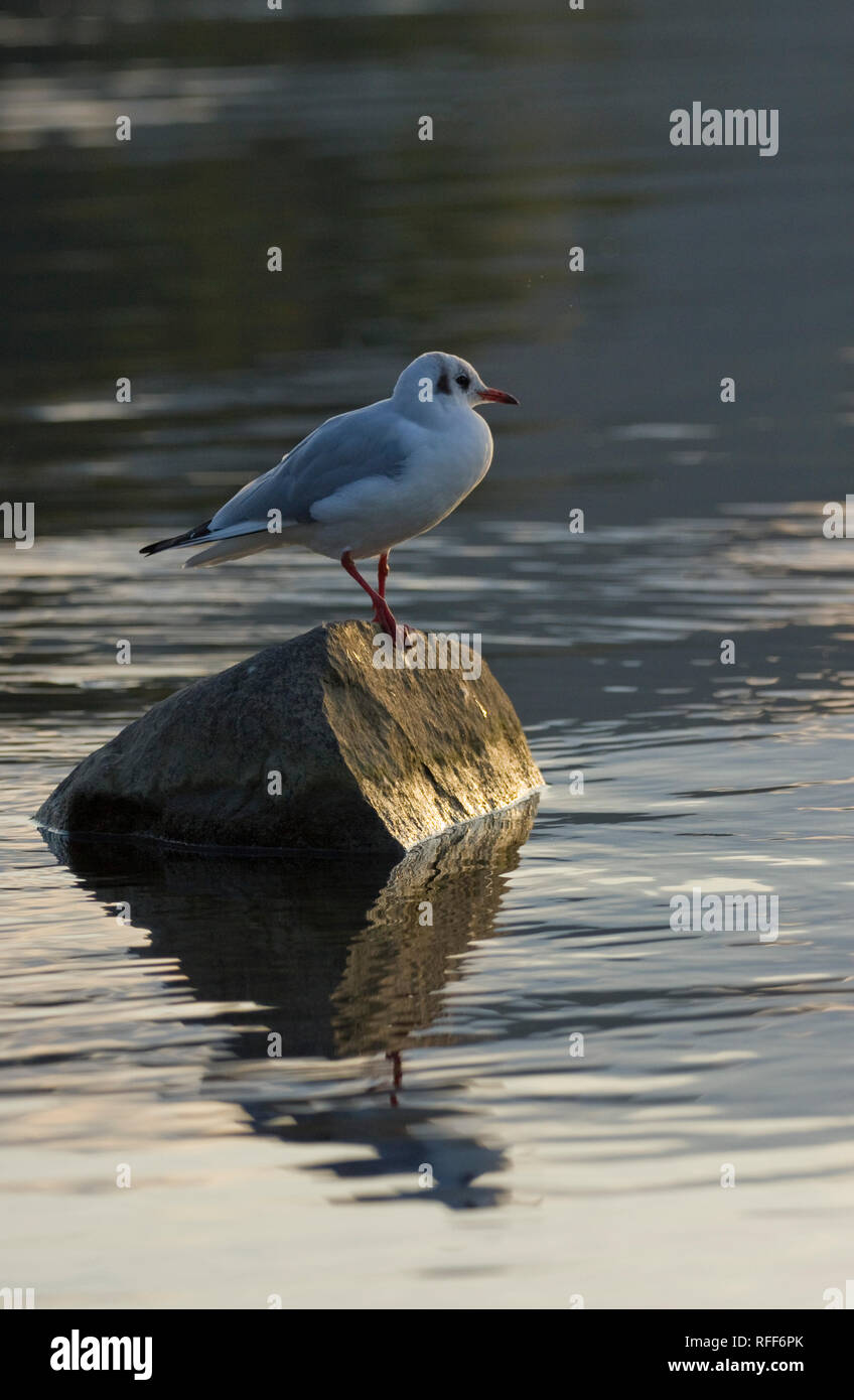 Seagull on rock hi-res stock photography and images - Alamy