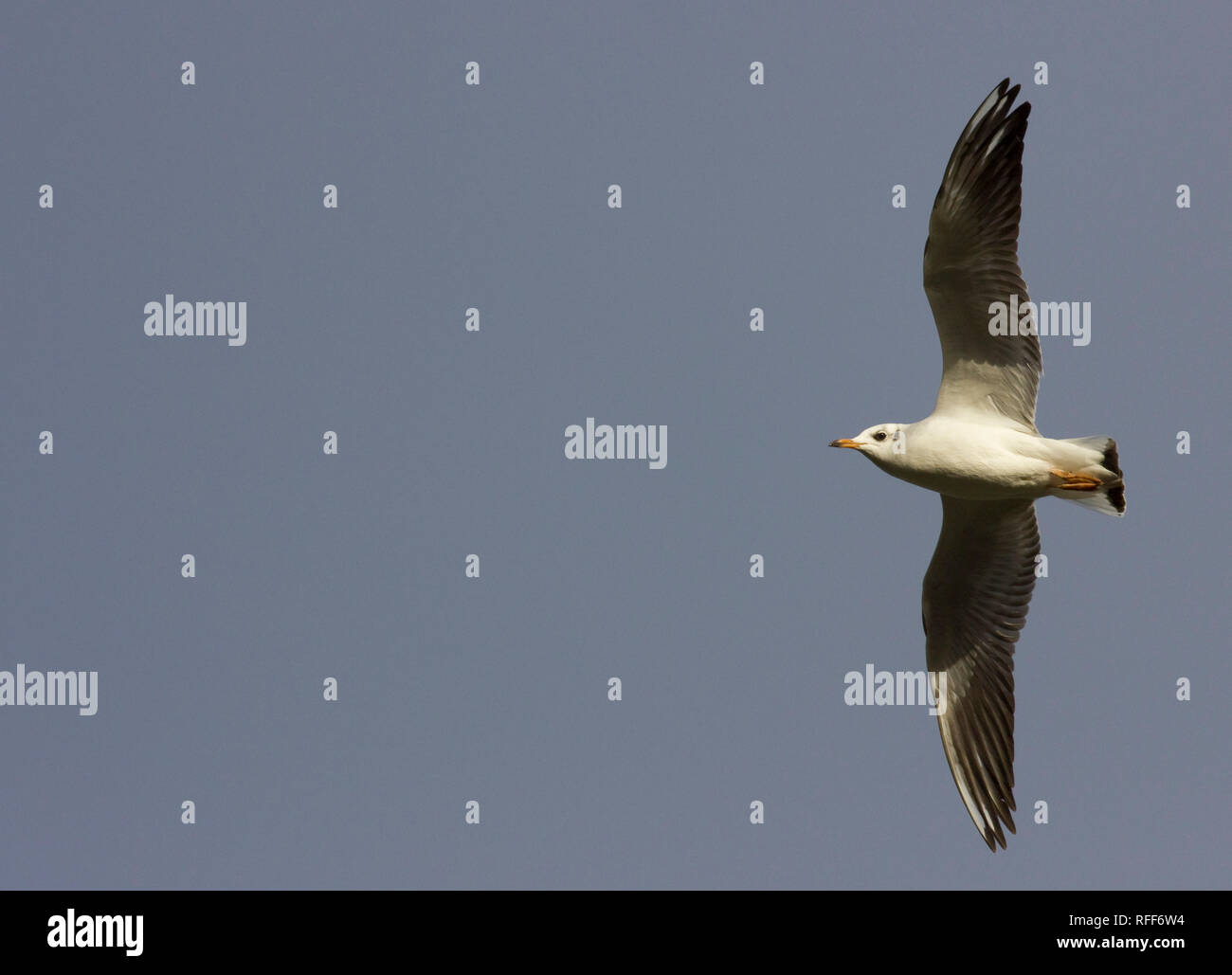 Black headed seagull hi-res stock photography and images - Alamy