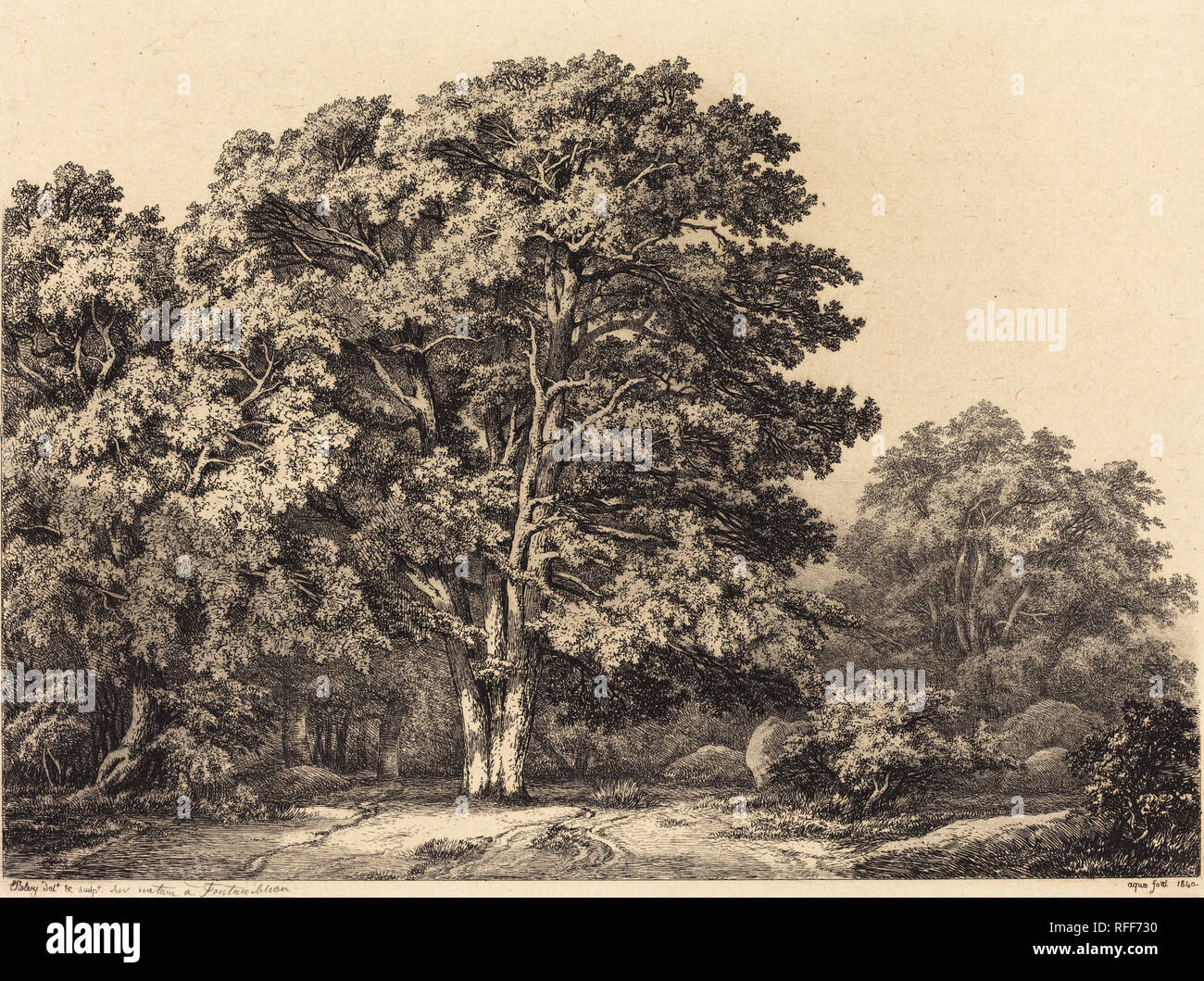 Etching forest hi-res stock photography and images - Alamy