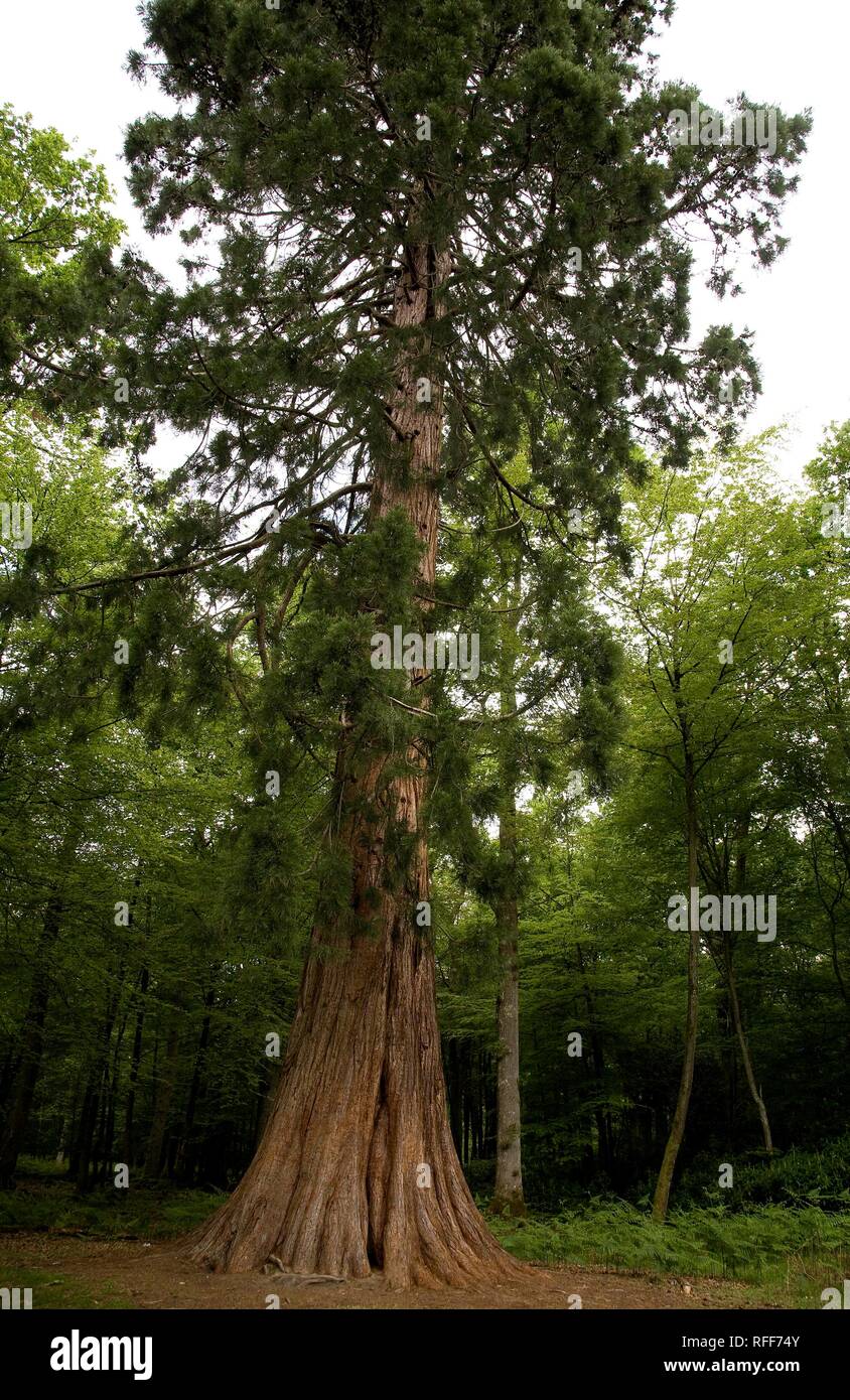 Sequoia (Sequoiadendron giganteum), New Forest National Park, Southern ...