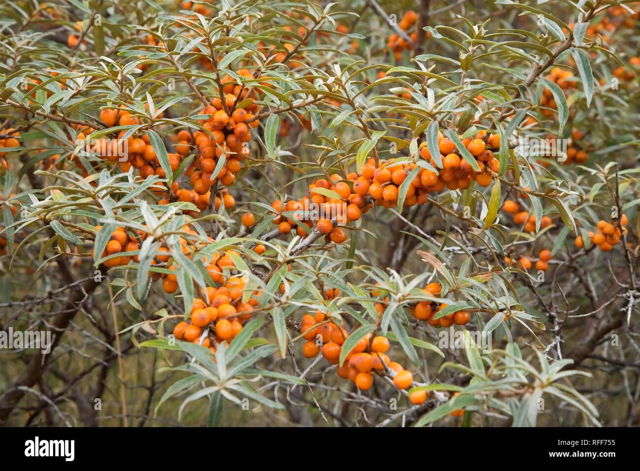 Common sea-buckthorn (Hippophae rhamnoides) with orange berries ...