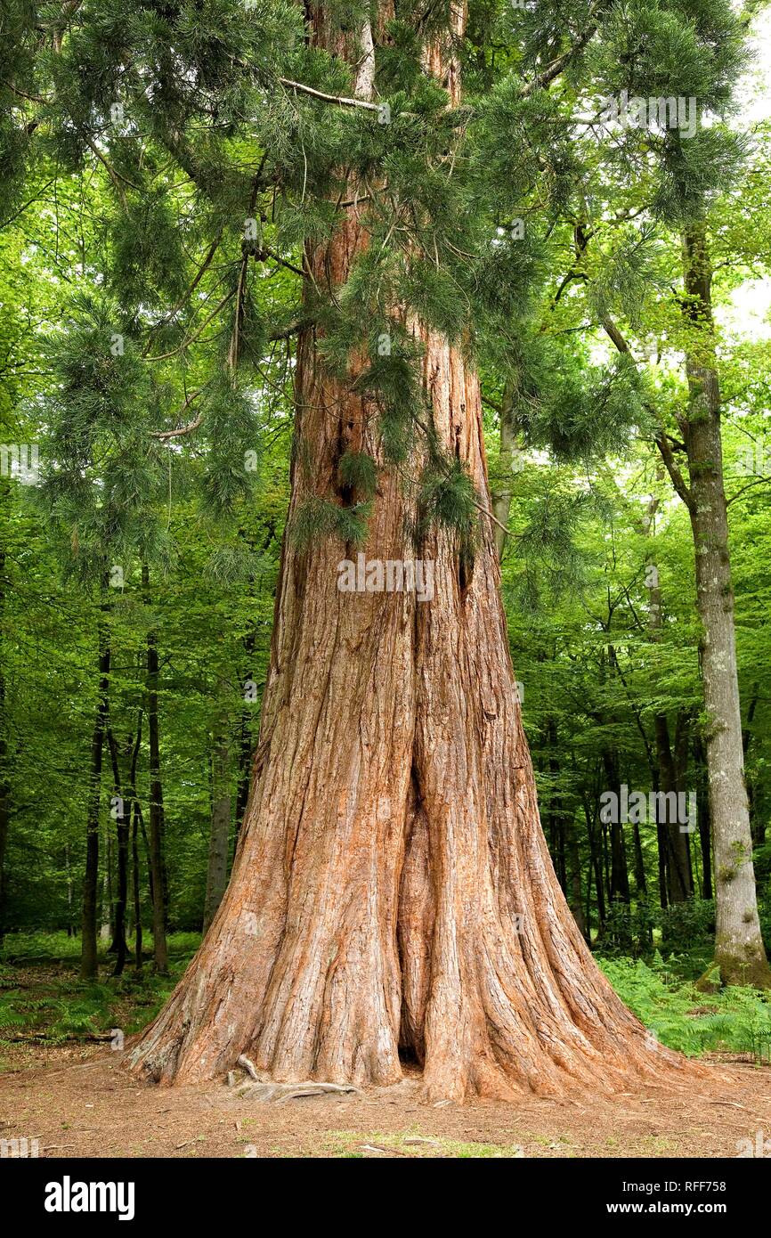 Sequoia (Sequoiadendron giganteum), New Forest National Park, Southern ...