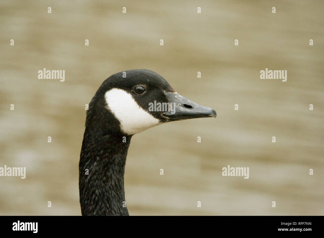 Portrait canada goose hi-res stock photography and images - Alamy
