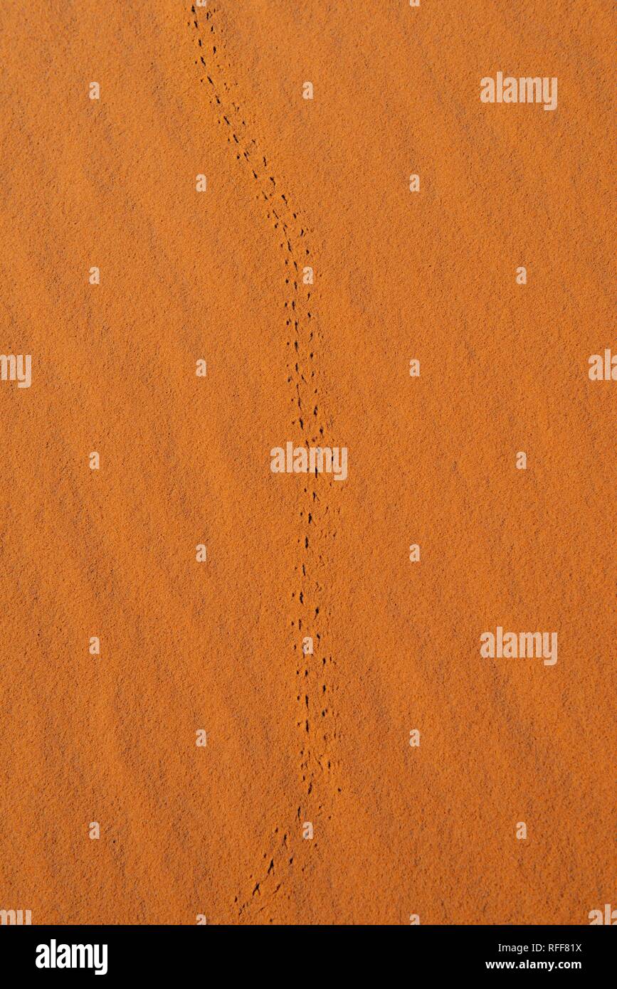Beetle track in the sand hi-res stock photography and images - Alamy