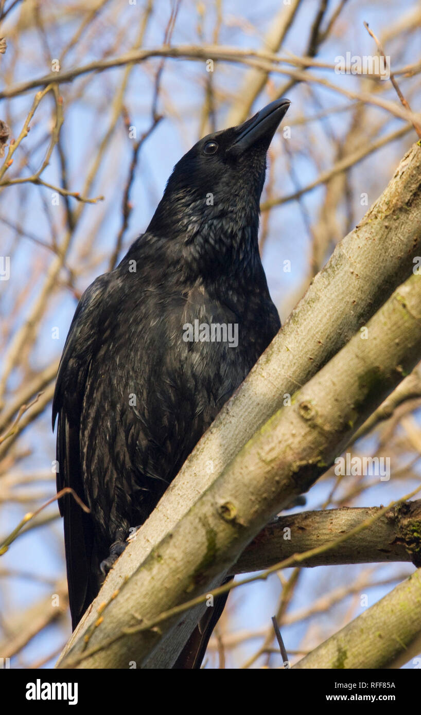 Scott crow hi-res stock photography and images - Alamy