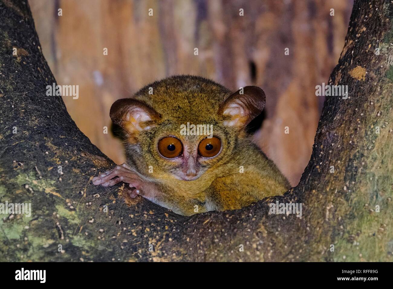 Spectral Tarsier (Tarsius spectrum, Tarsius tarsier), Tangkoko National ...