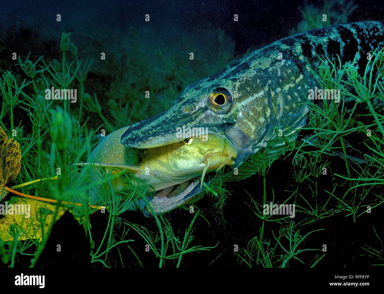 Freshwater Barbel High Resolution Stock Photography and Images - Alamy