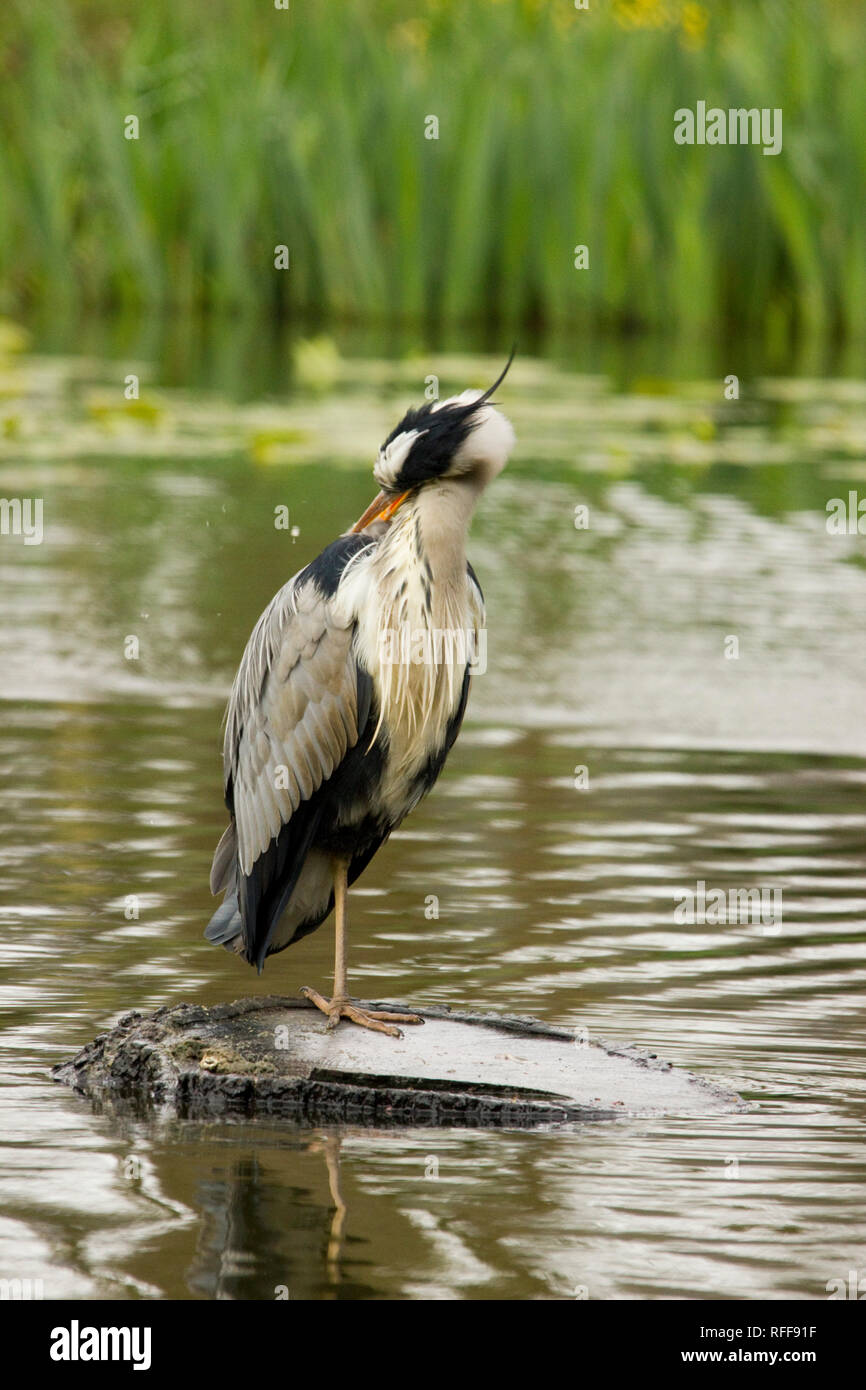 Grey Heron Preening High Resolution Stock Photography and Images - Alamy
