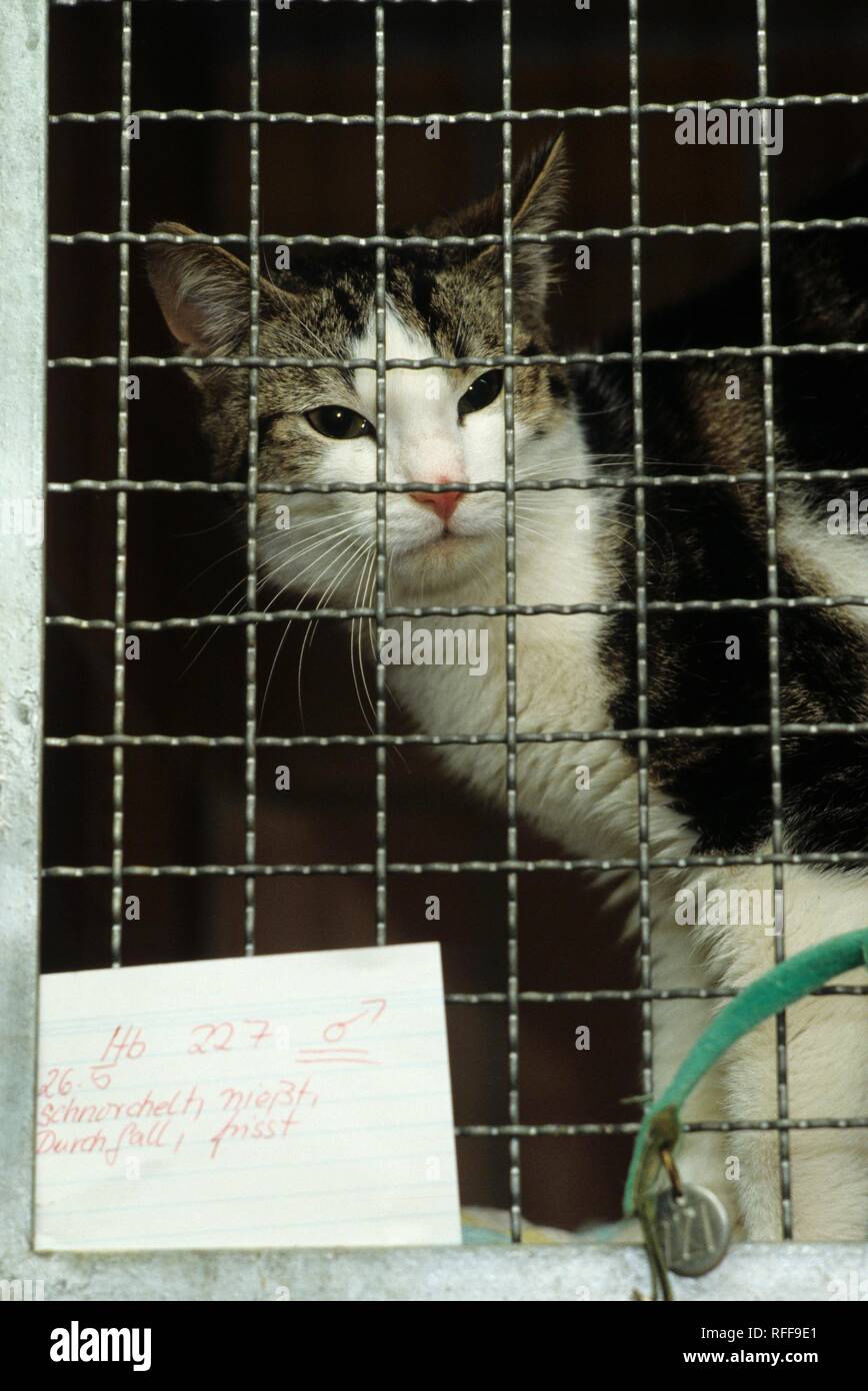 Stray tomcat cat hi-res stock photography and images - Alamy