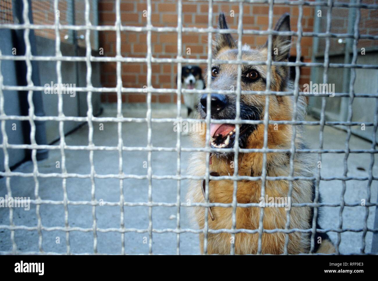 Kennel animals hi-res stock photography and images - Alamy