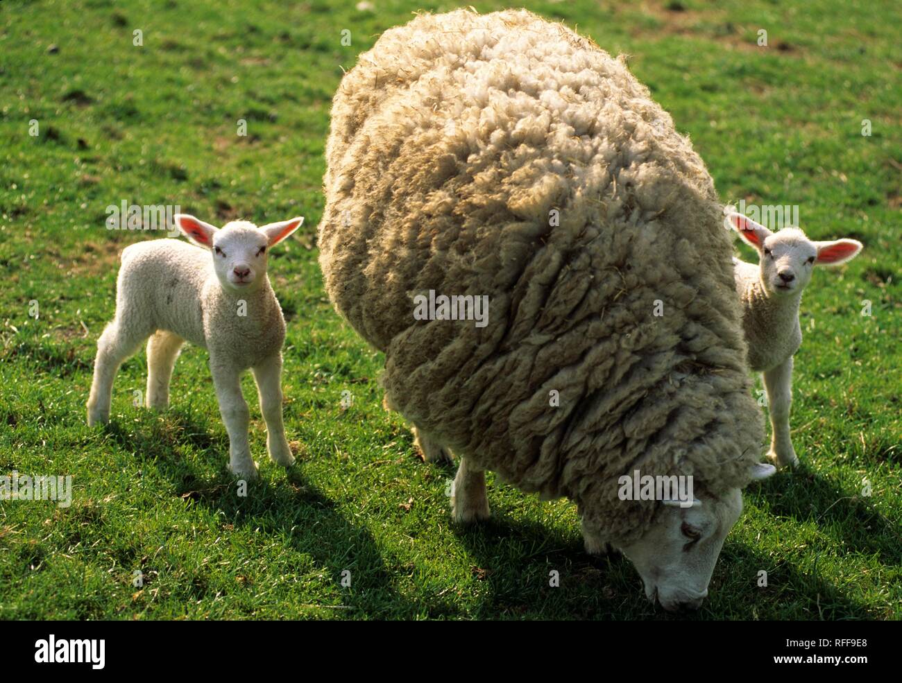 Little sheep hi-res stock photography and images - Alamy