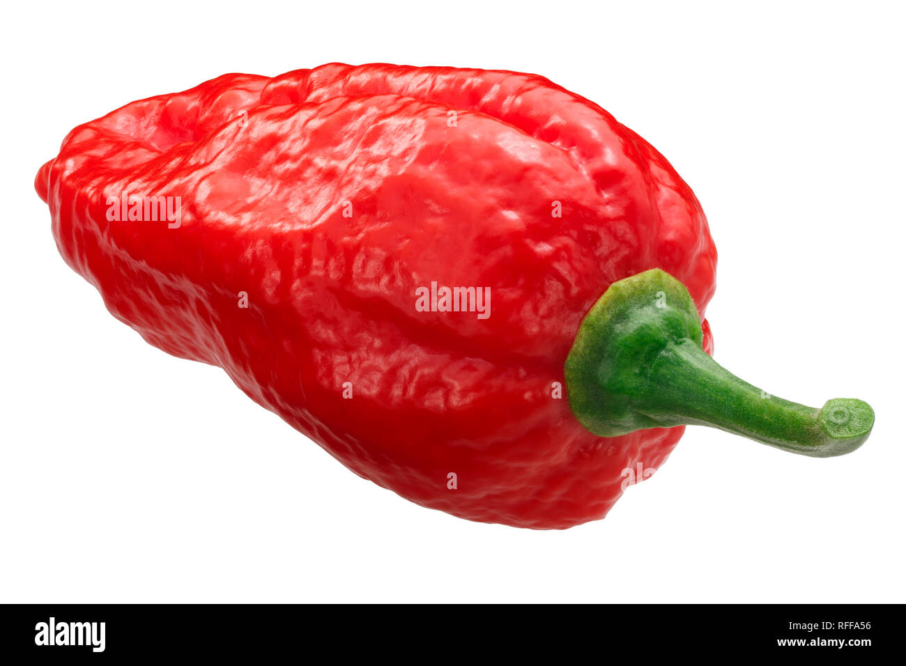 Dorset Naga or Naga Morich pepper (Capsicum chinense x C. frutescens ...