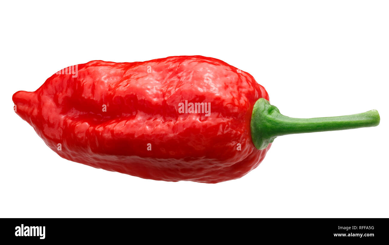 Dorset Naga or Naga Morich pepper (Capsicum chinense x C. frutescens ...