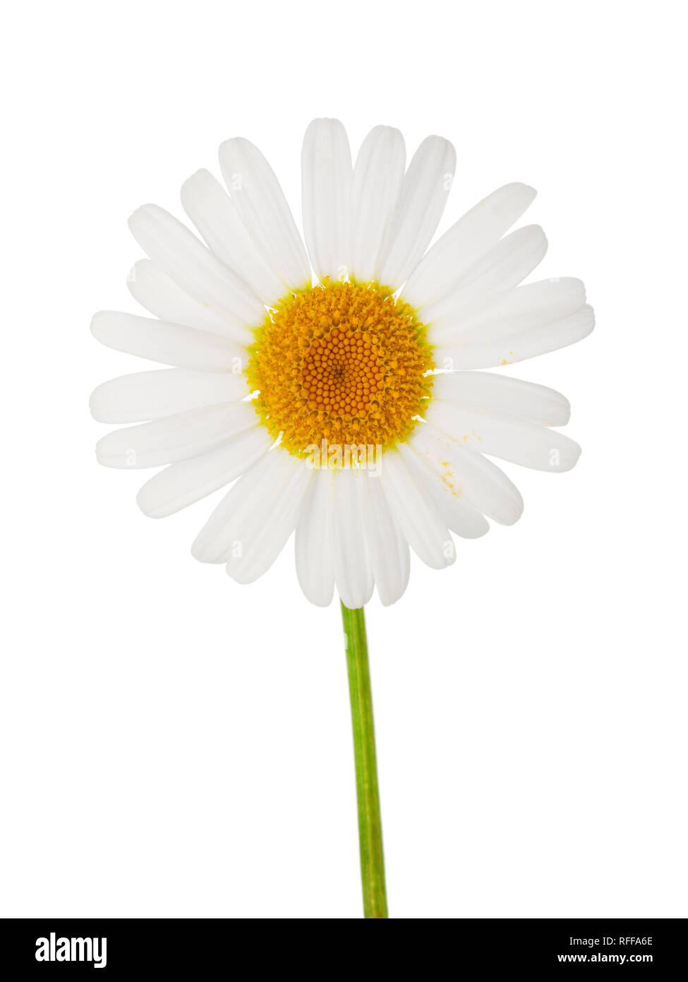 One daisy flower isolated on white Stock Photo - Alamy