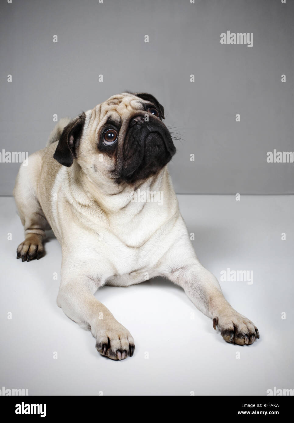 Pug looking upside to something Stock Photo - Alamy