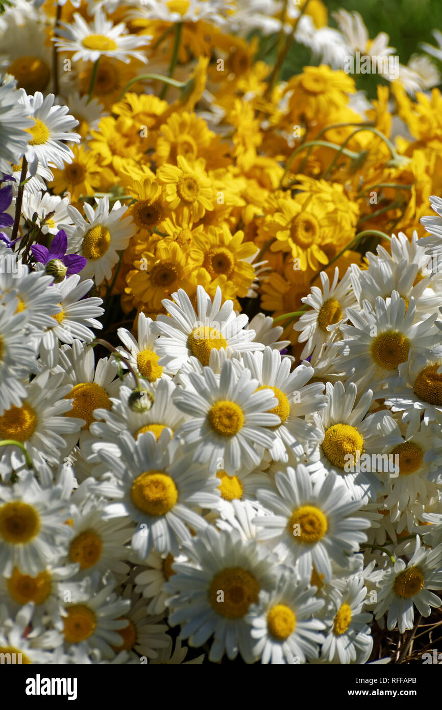 Romashka hi-res stock photography and images - Alamy