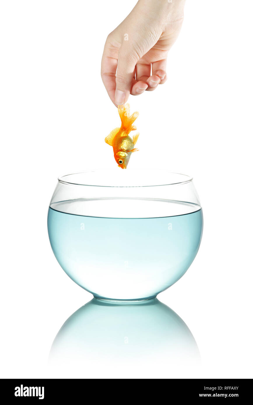 Holding goldfish hi-res stock photography and images - Alamy