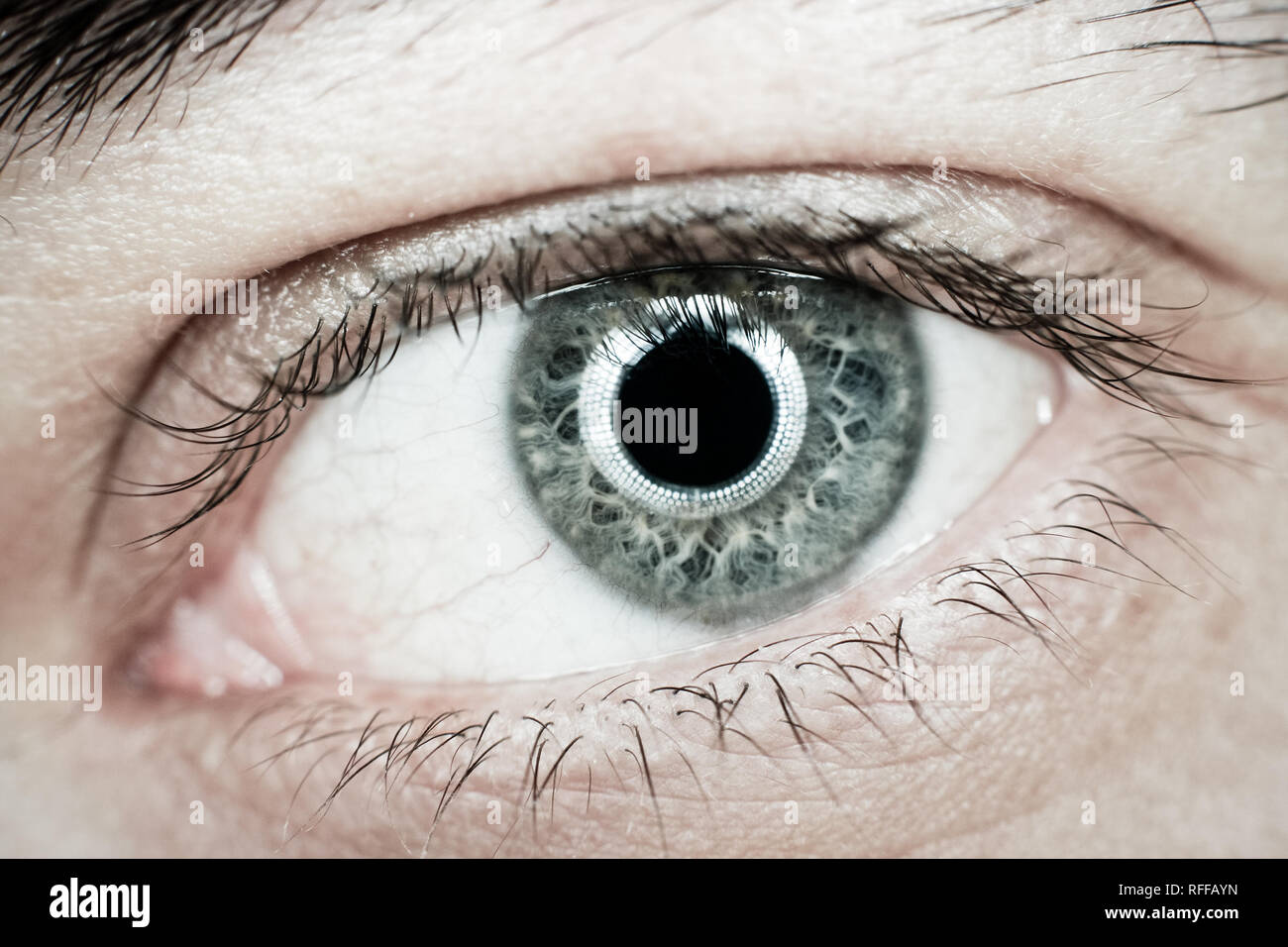 Gray eye hi-res stock photography and images - Alamy