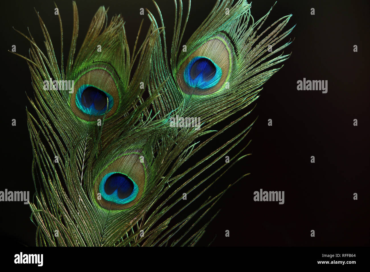 Three peacock feathers against black background Stock Photo - Alamy