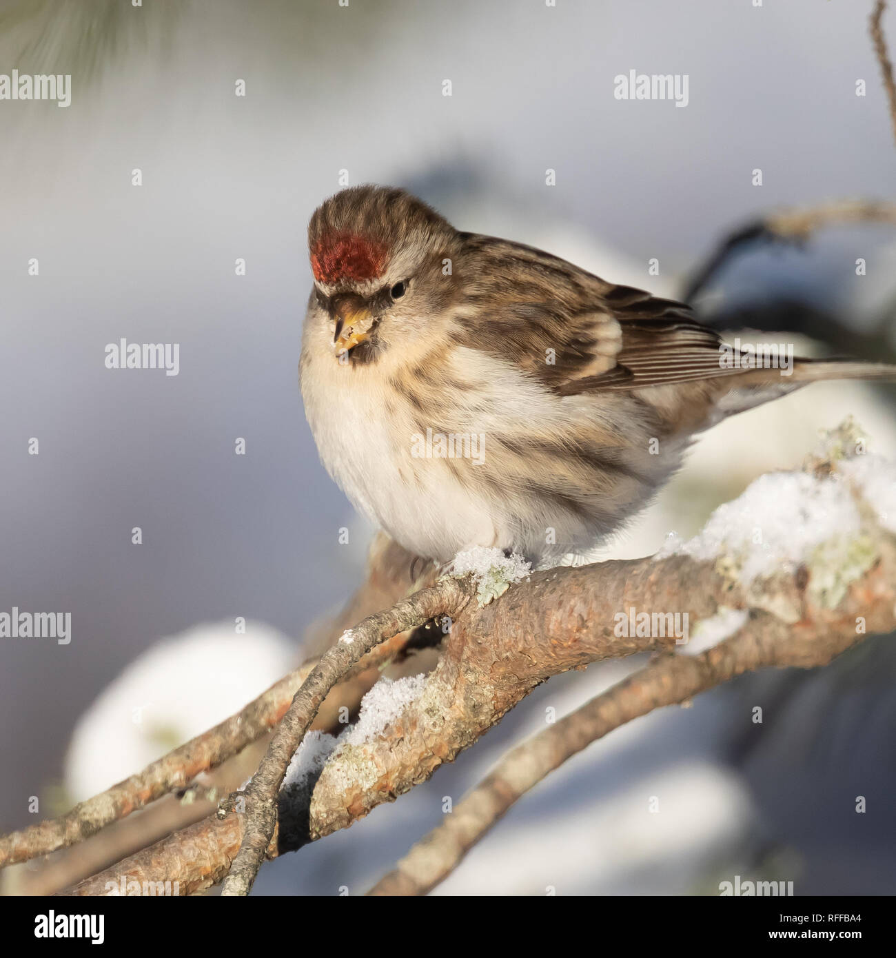 Common Redpoll in winter Stock Photo - Alamy