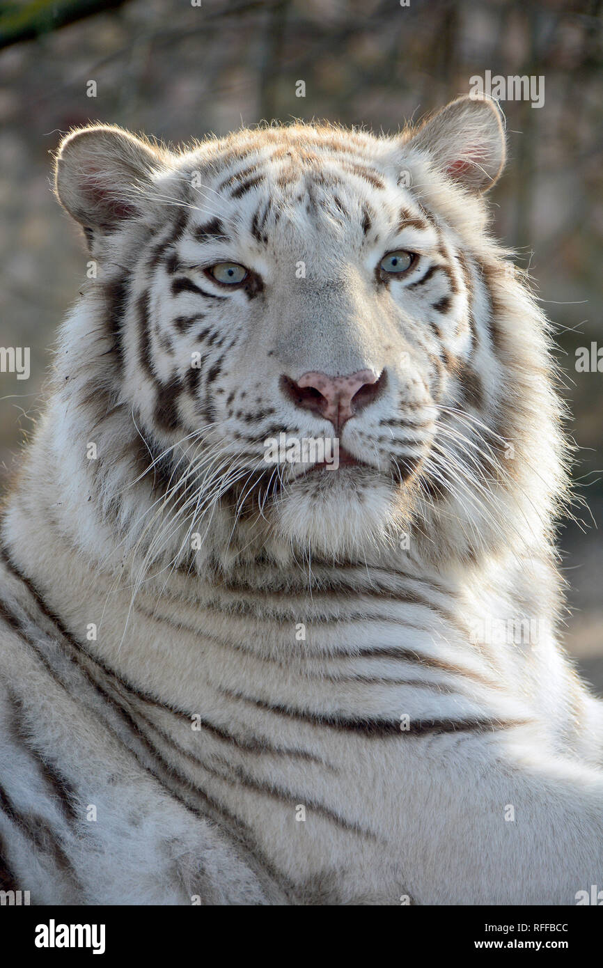 White tiger hi-res stock photography and images - Alamy