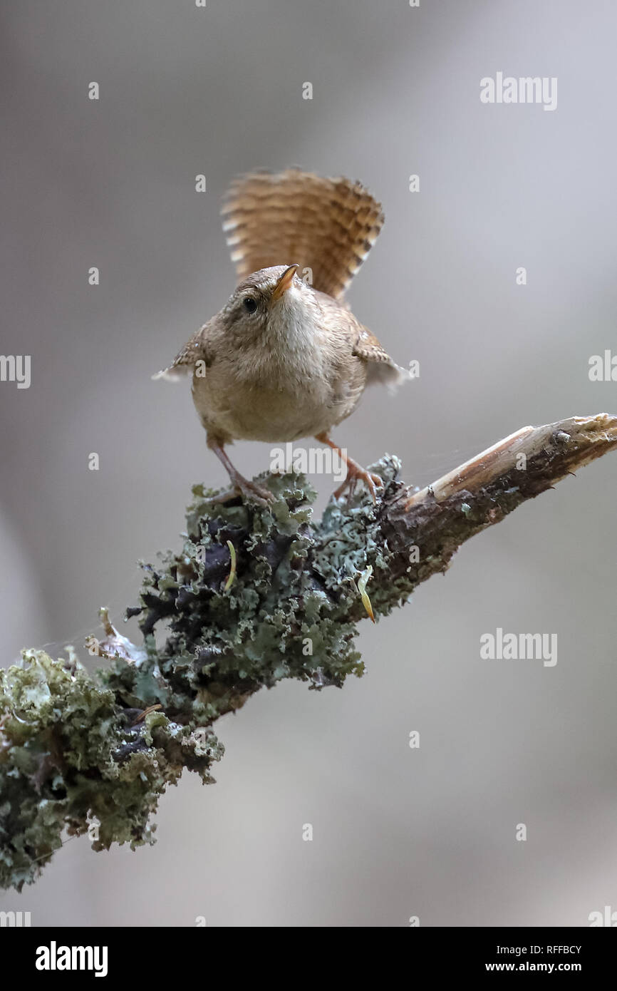 Pacific wren hi-res stock photography and images - Alamy