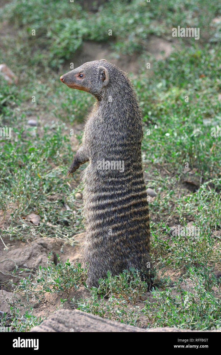 Zebramanguszta hi-res stock photography and images - Alamy