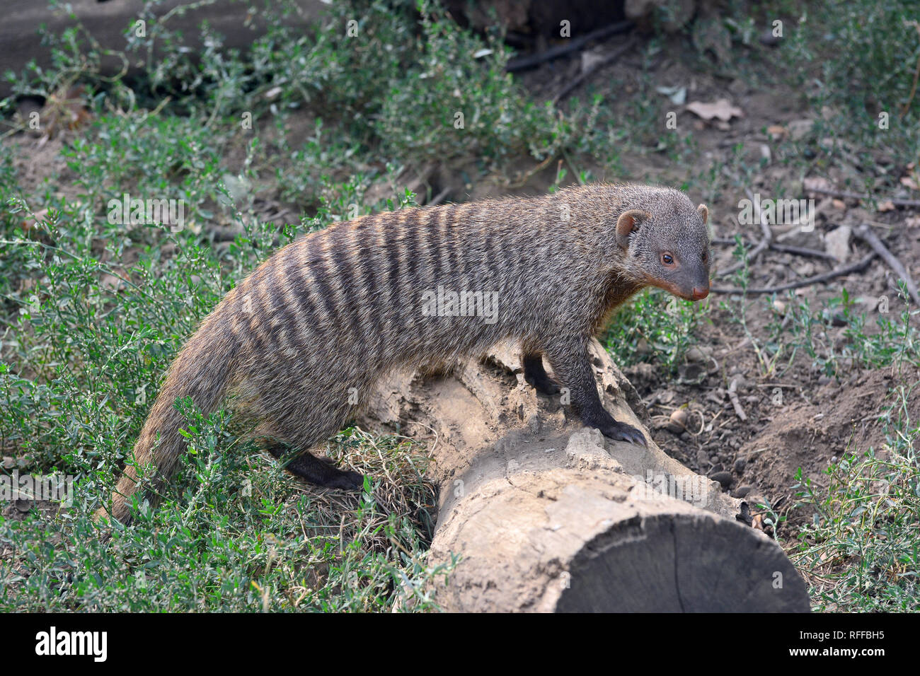 banded mongoose, Zebramanguste, Mangouste rayée, zebramungó ...