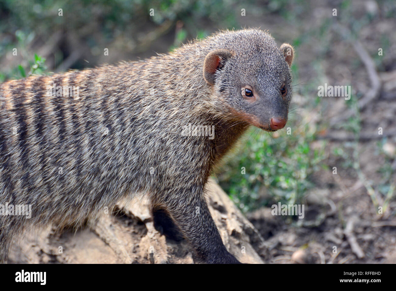 Zebramanguszta hi-res stock photography and images - Alamy
