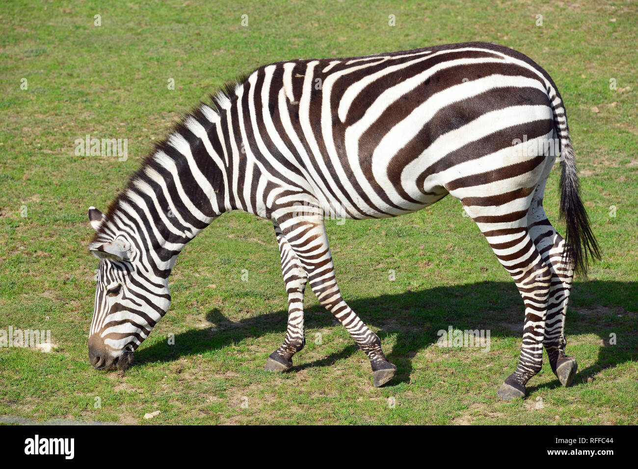 Bohm steppenzebra hi-res stock photography and images - Alamy