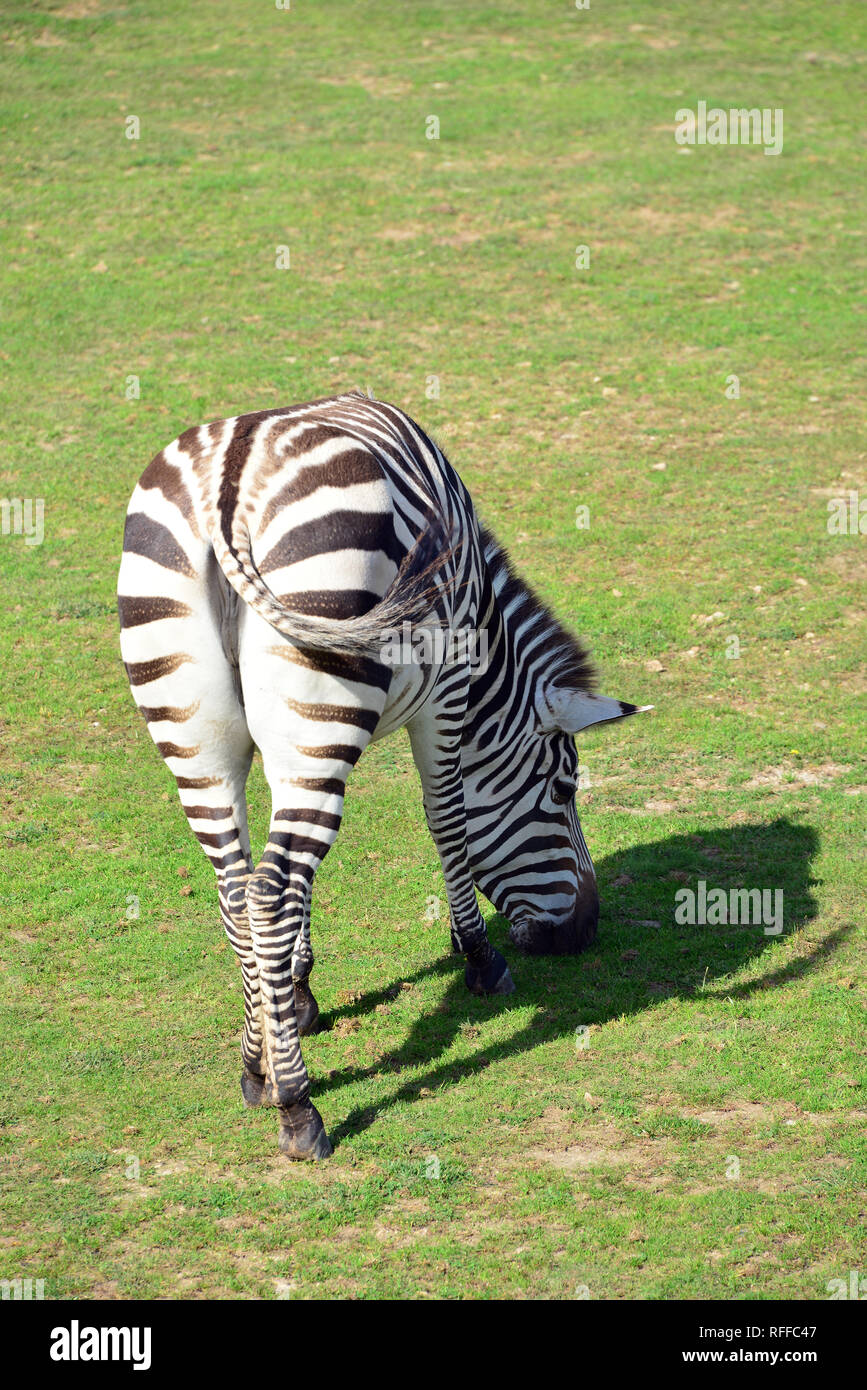 Bohm steppenzebra hi-res stock photography and images - Alamy
