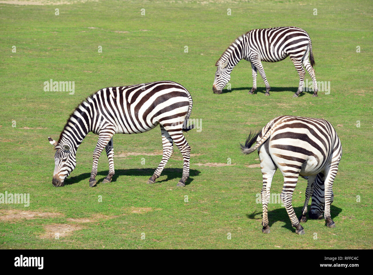 Grant's zebra, Böhm- oder Grant-Zebra, Zèbre de Grant, Böhm-zebra ...