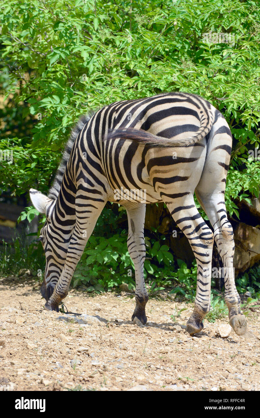 Odd toed hi-res stock photography and images - Alamy